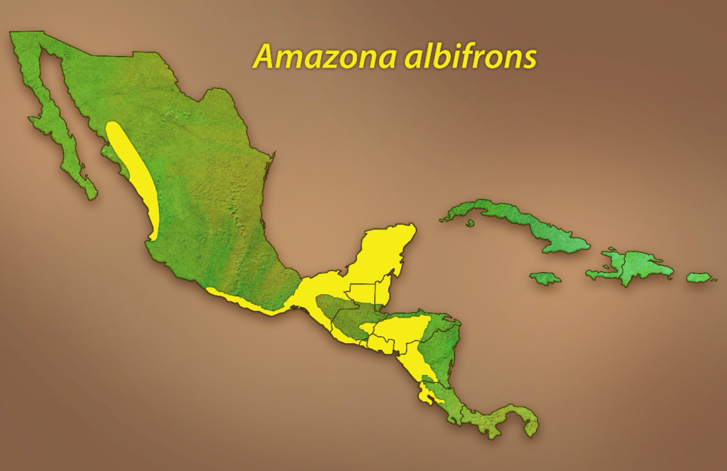 Amazona Albifrons Loros Sin Fronteras
