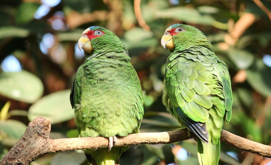 Amazona albifrons – Loros sin fronteras